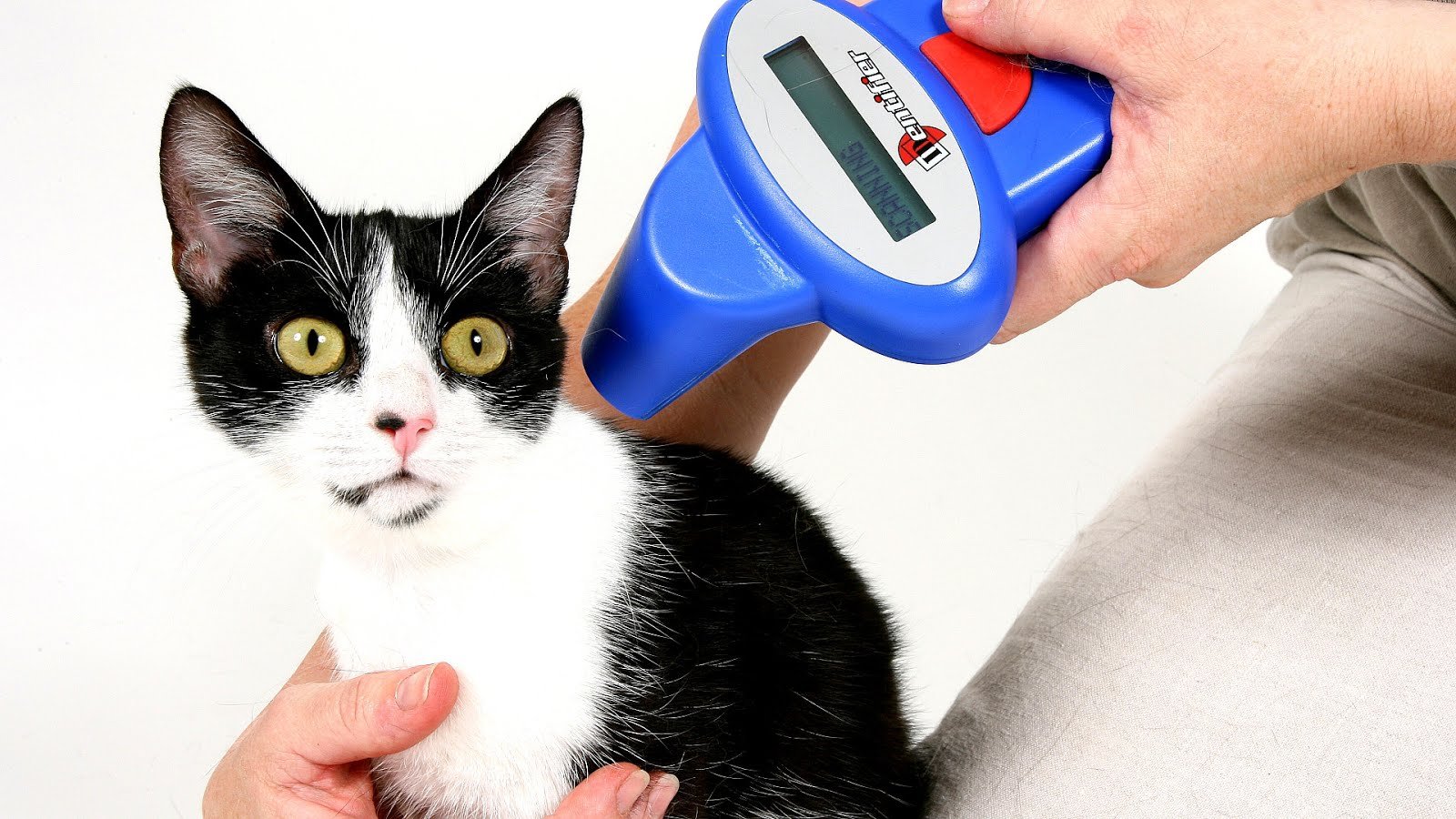 Cat Microchipping Law: A New Era of Pet Protection - Manchesterjournal