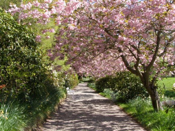 Cherry Tree Garden Centre: A Nature-Lover's Paradise - Manchesterjournal
